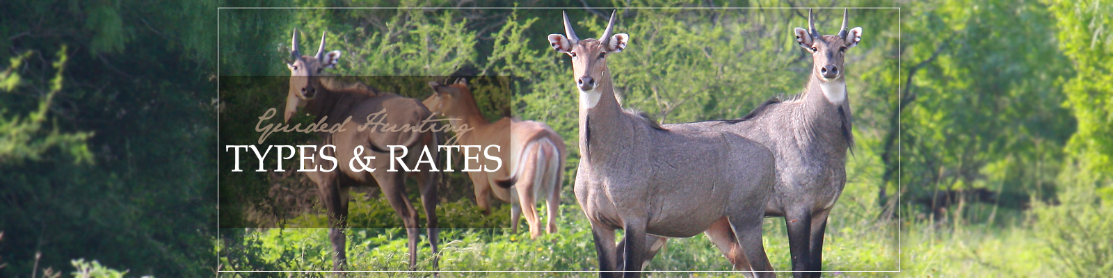 Frequently Asked Questions | King Ranch Hunting